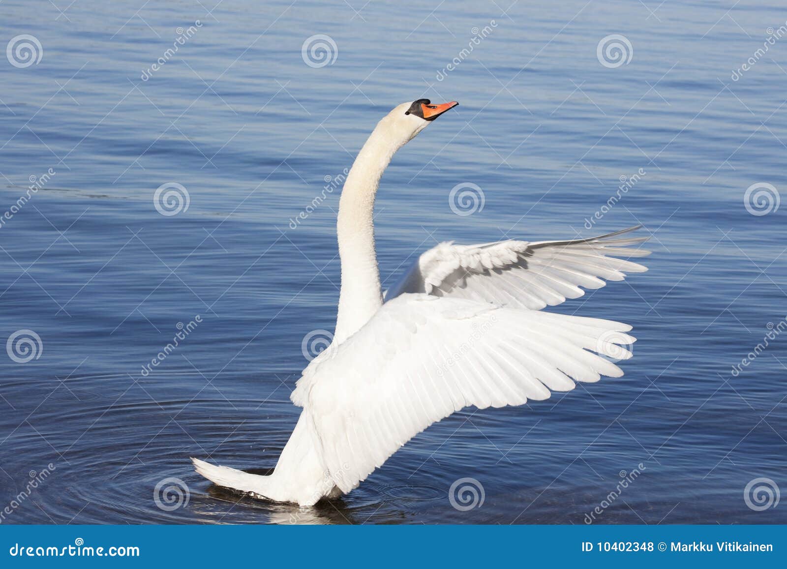 Aggressive Swan stock photo. Image of closeup, summer - 10402348