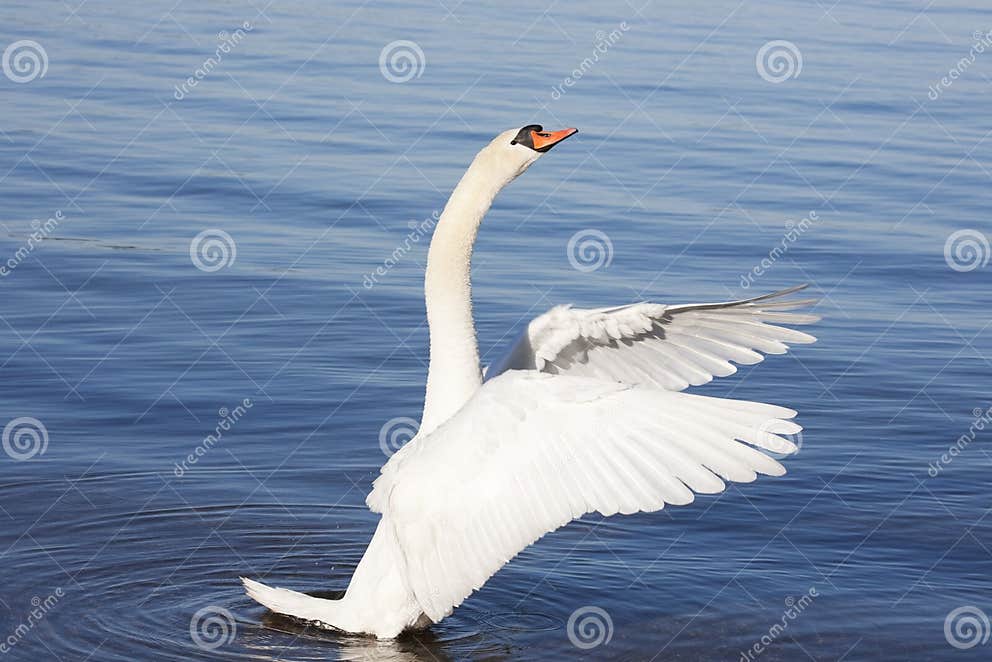 Aggressive Swan stock photo. Image of closeup, summer - 10402348