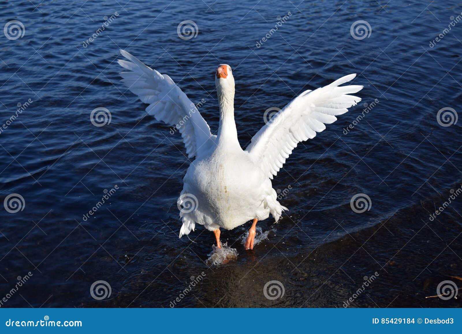 Aggressive Swan Attacking at Lake Stock Photo - Image of growling ...