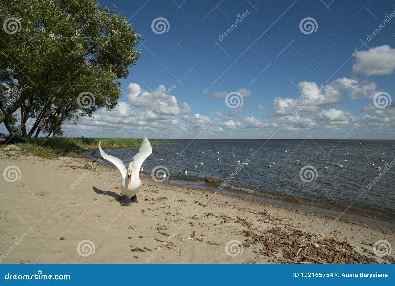 An Aggressive Swan on a Beach Stock Photo - Image of summer, swan ...