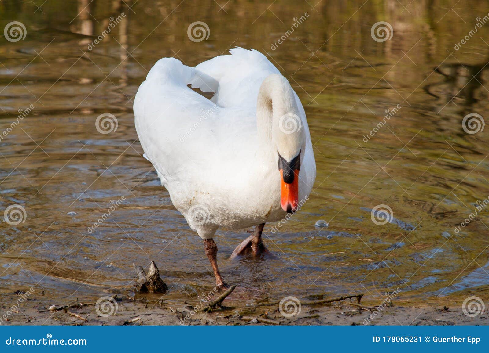 An Aggressive Swan Has Blown Up and is Ready To Attack Stock Image ...