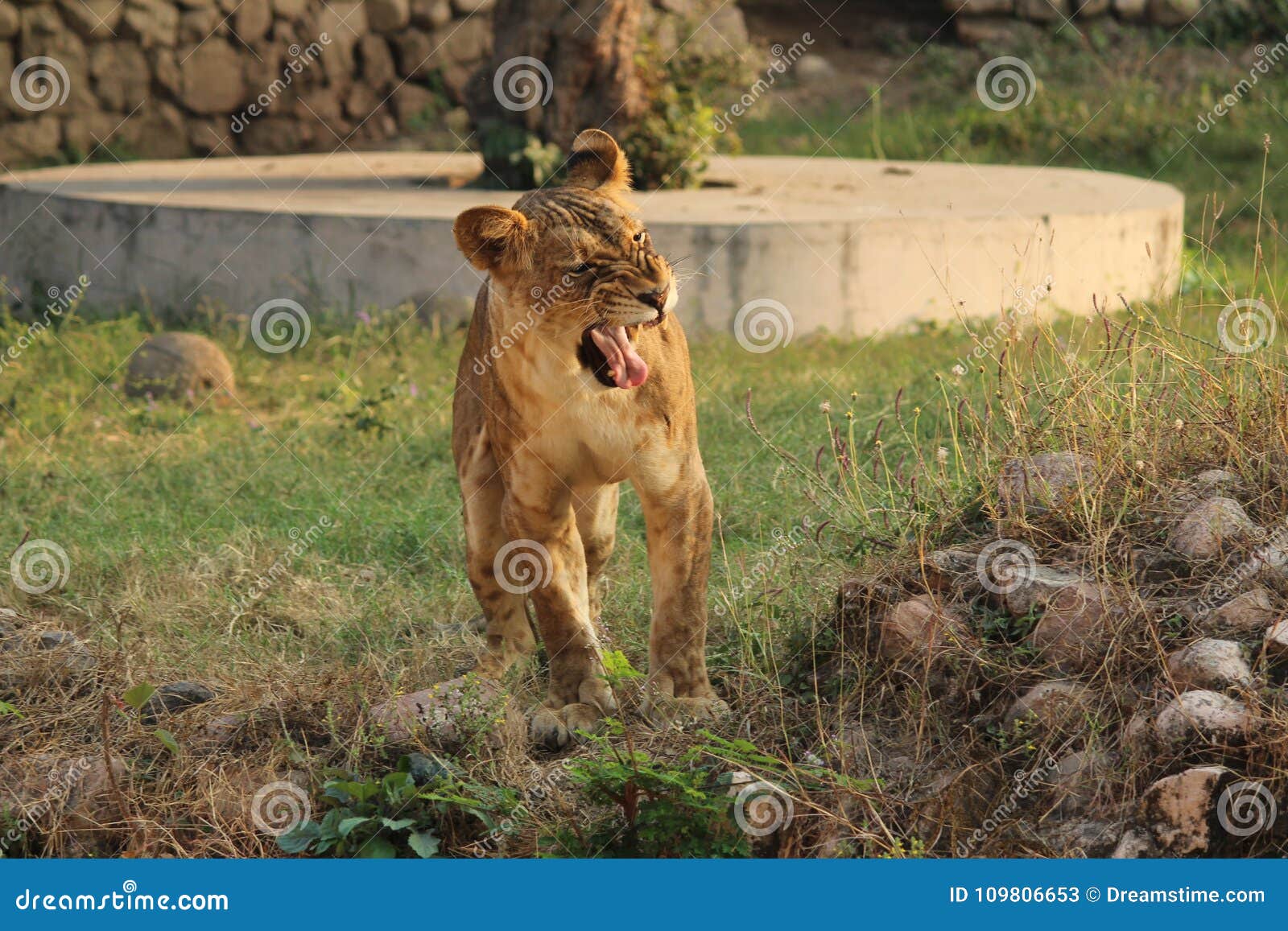 Aggressive Tiger Roaring in Zoo Stock Image - Image of threatening ...