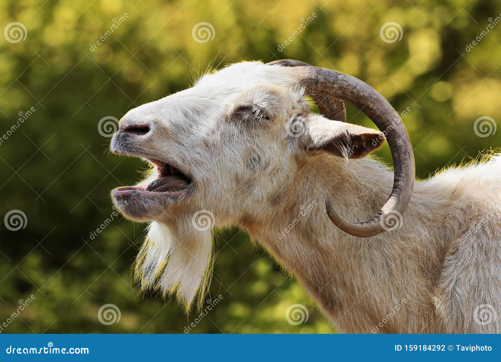 White Billy Goat Stock Photos - Download 1,013 Royalty Free Photos