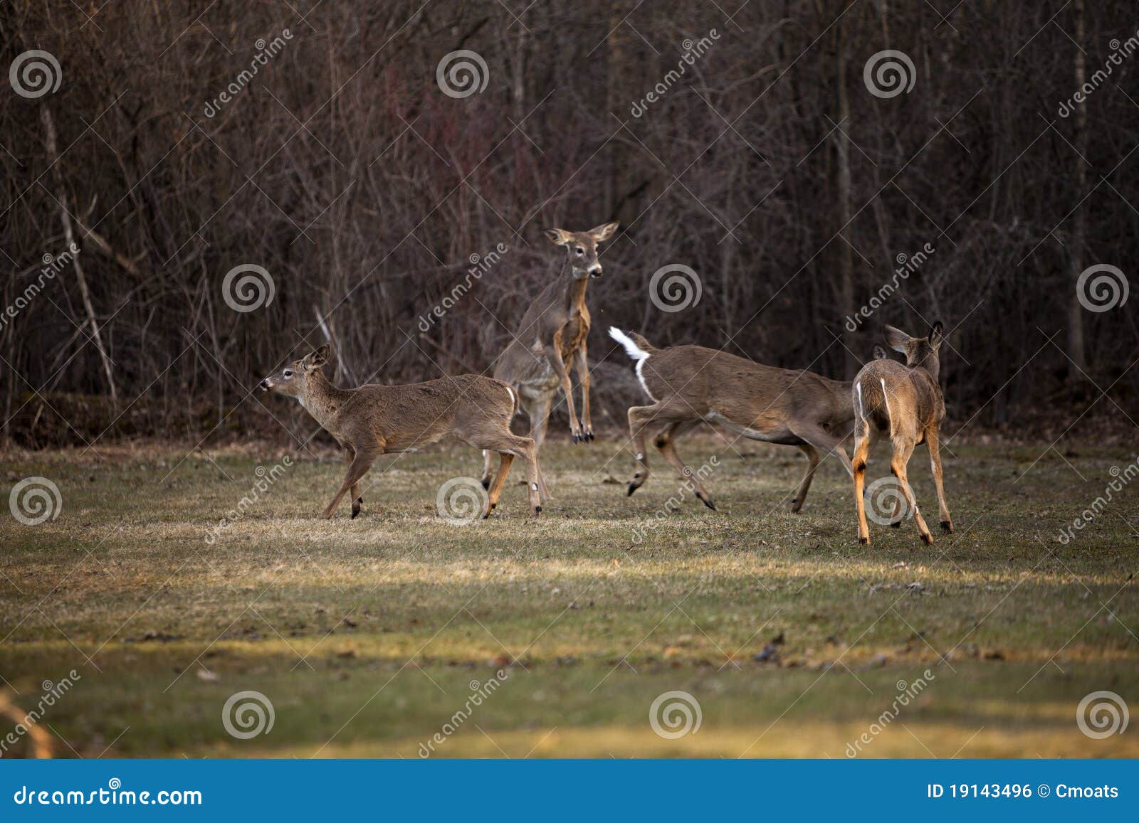 Aggressive T Rex On White Background. Stock Image | CartoonDealer.com ...