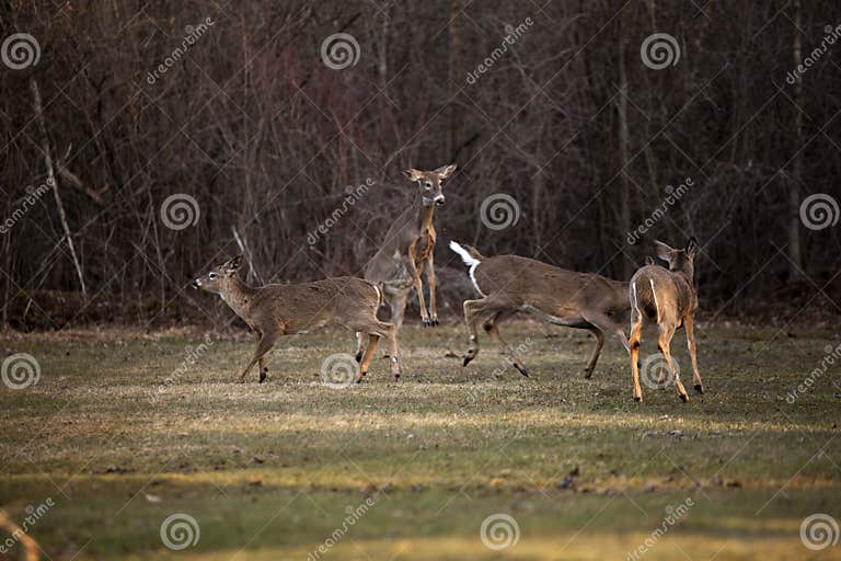 Aggressive white tail deer stock photo. Image of springtime - 19143496
