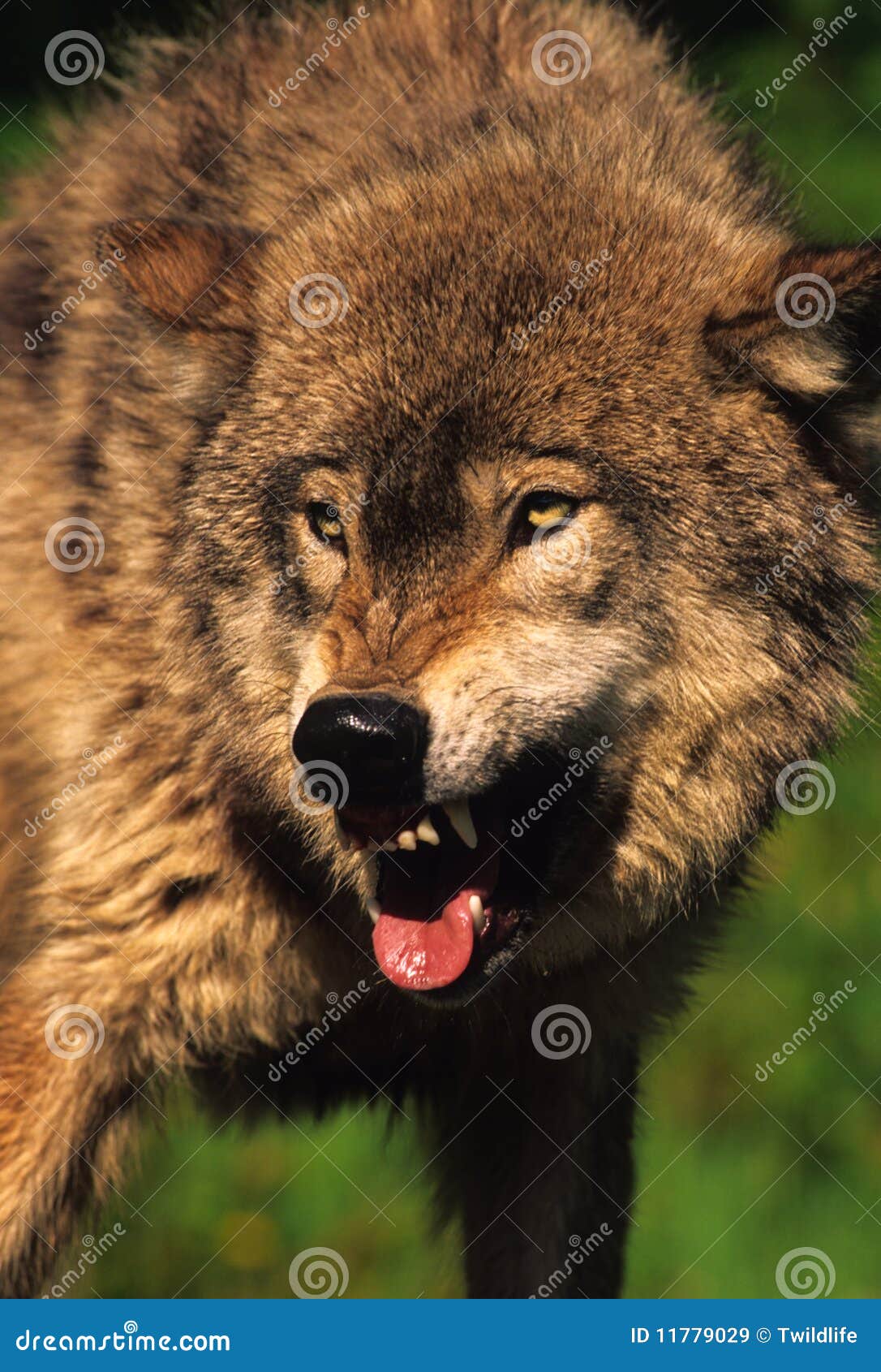 Aggressive Wolf stock image. Image of wolf, gray, aggression - 11779029