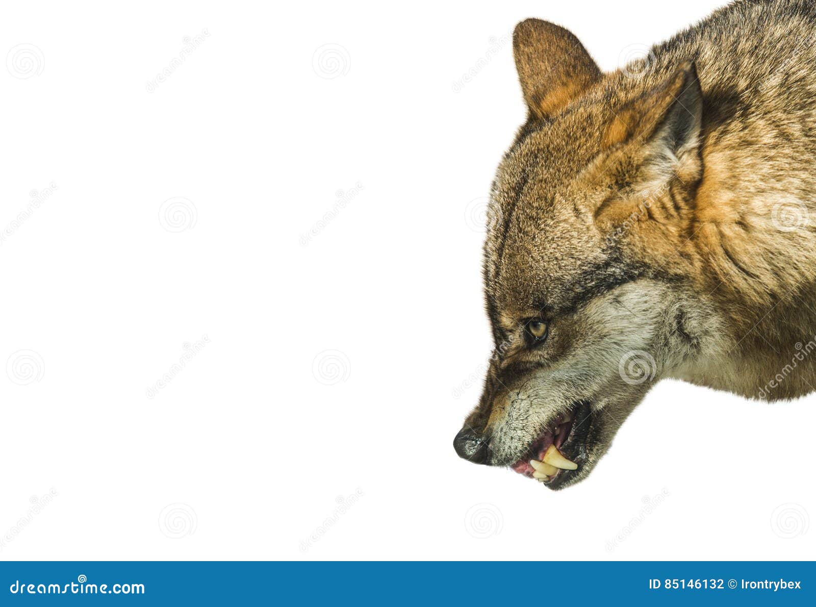 1,082 Aggressive Wolf Stock Photos - Free & Royalty-Free Stock Photos ...