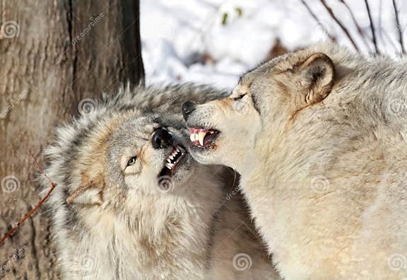 Aggressive wolves stock photo. Image of wolves, fight - 47926352