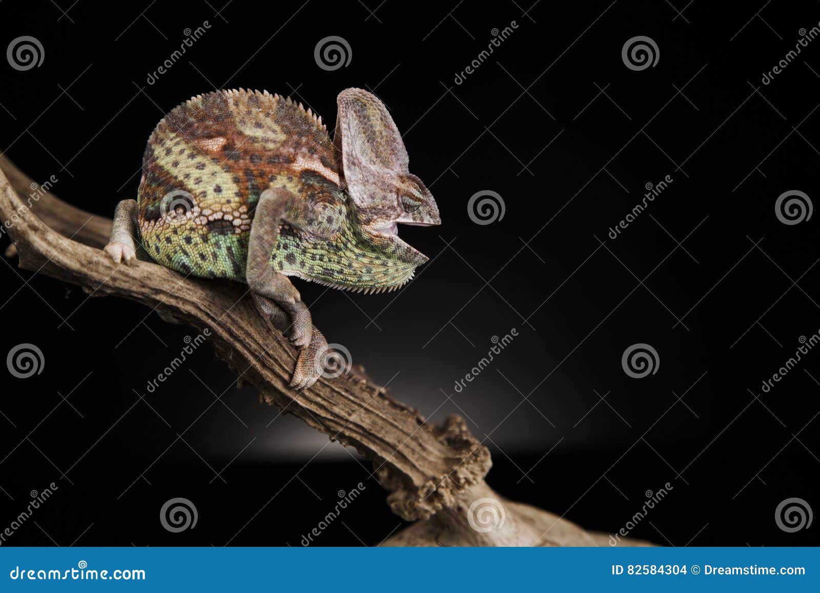 Aggressive yemen chameleon stock photo. Image of grey - 82584304
