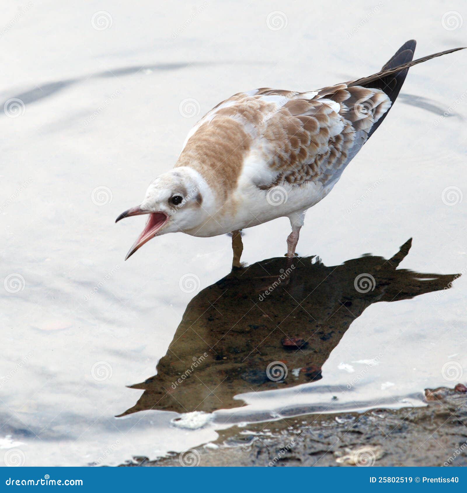 Aggressive young gull stock image. Image of pose, closeup - 25802519