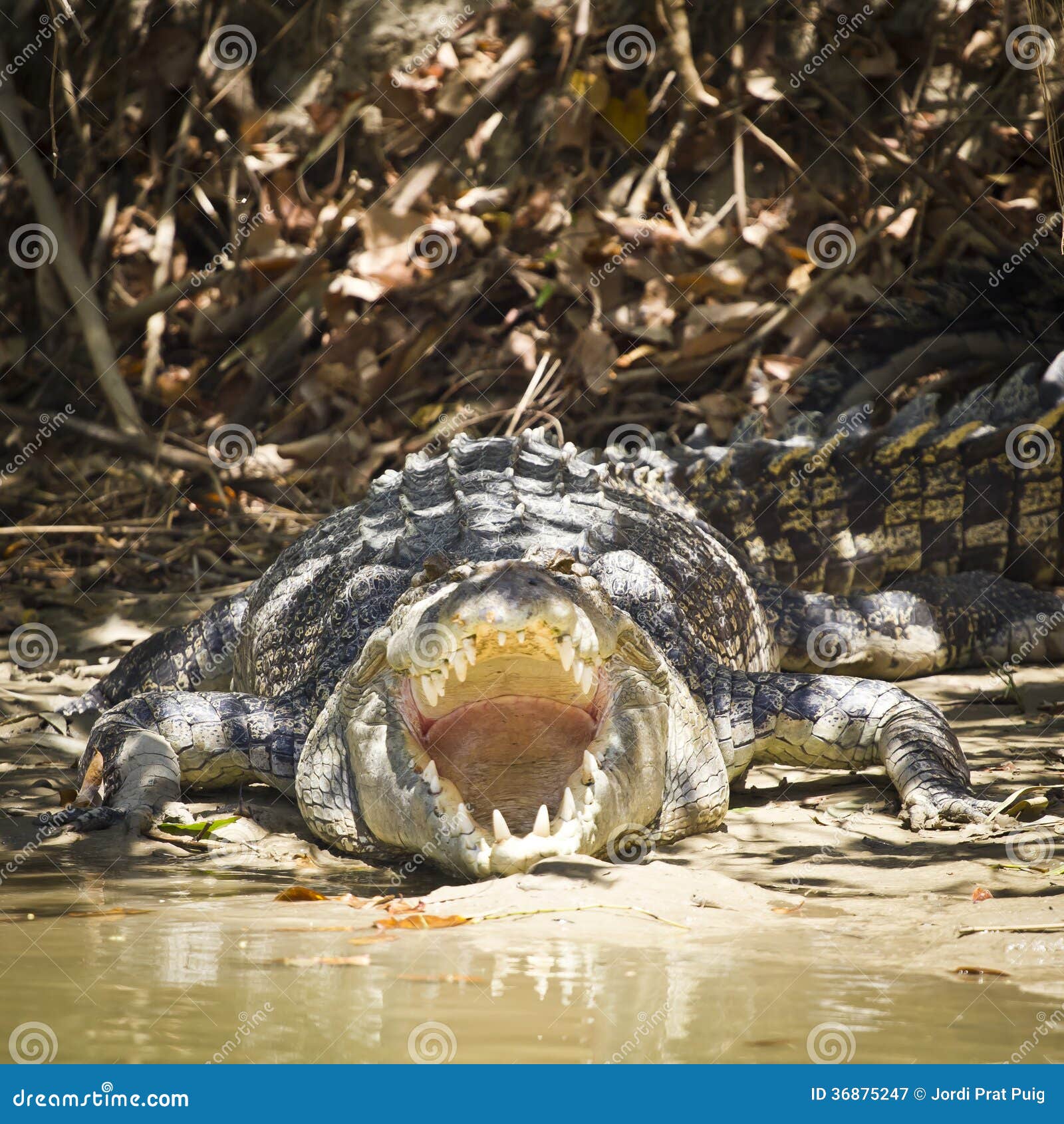 Aggressives Krokodil stockbild. Bild von krokodil, ufer - 36875247
