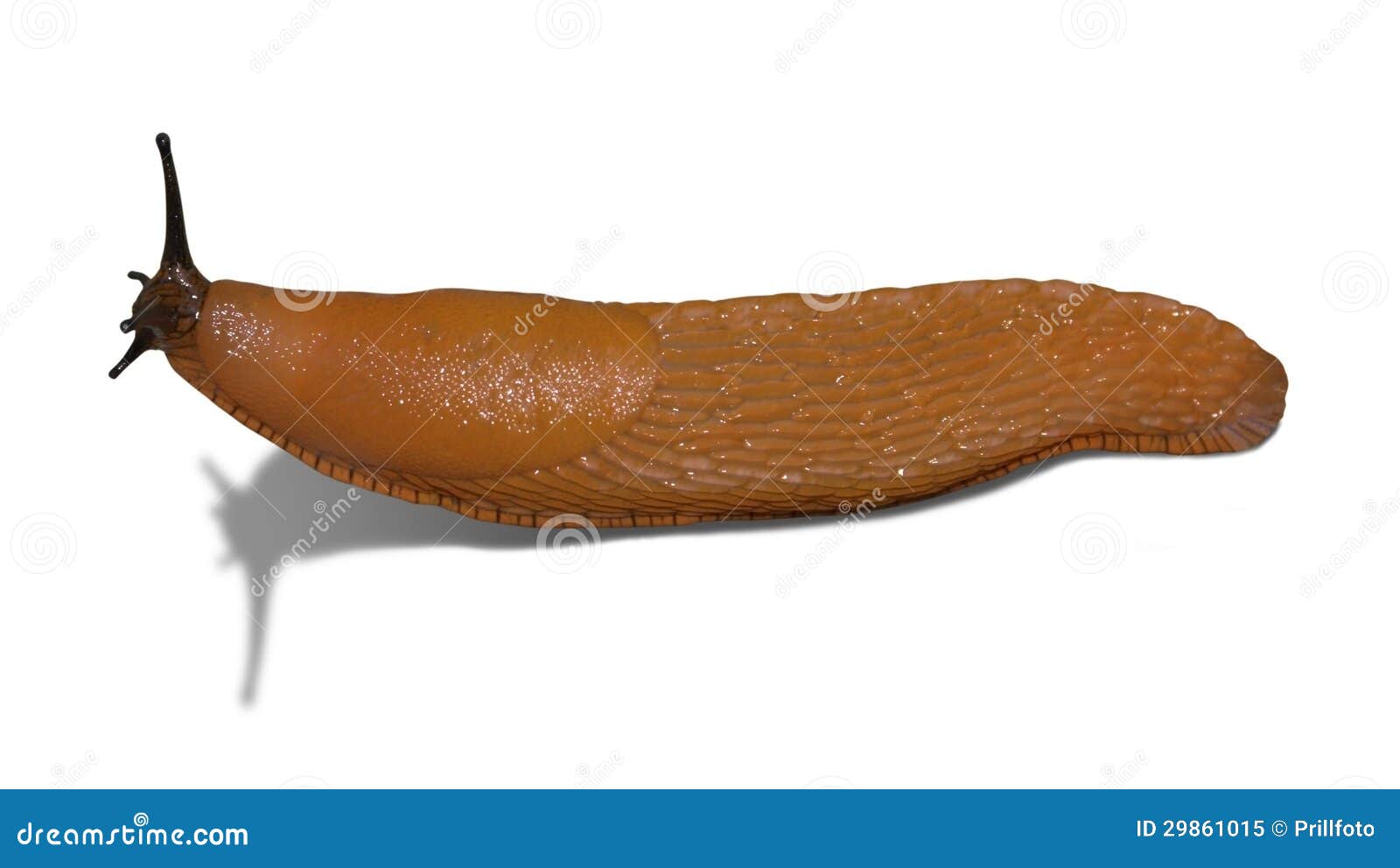 Orange Slug Isolated on White Stock Image - Image of nature, greed ...