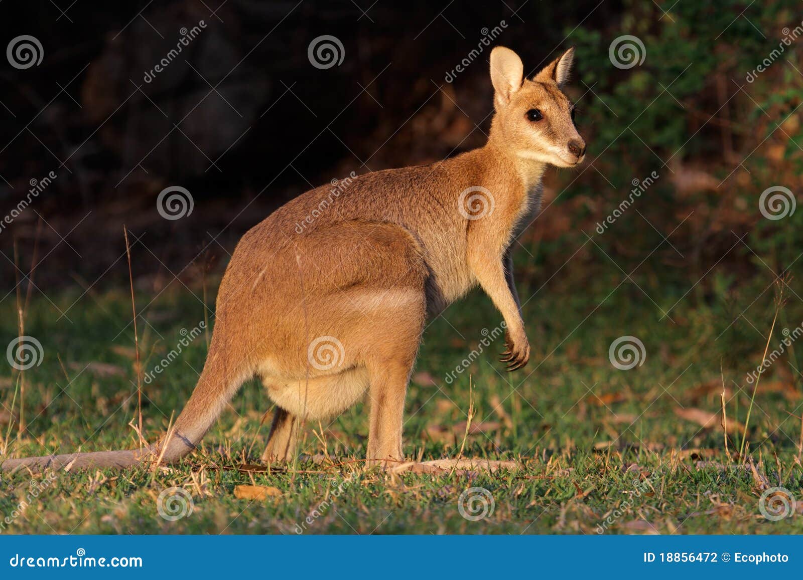 Agile Wallaby stock photo. Image of animal, agile, outdoor - 18856472