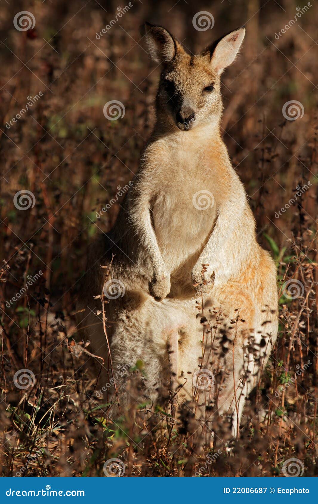 Agile Wallaby stock image. Image of wallaby, national - 22006687