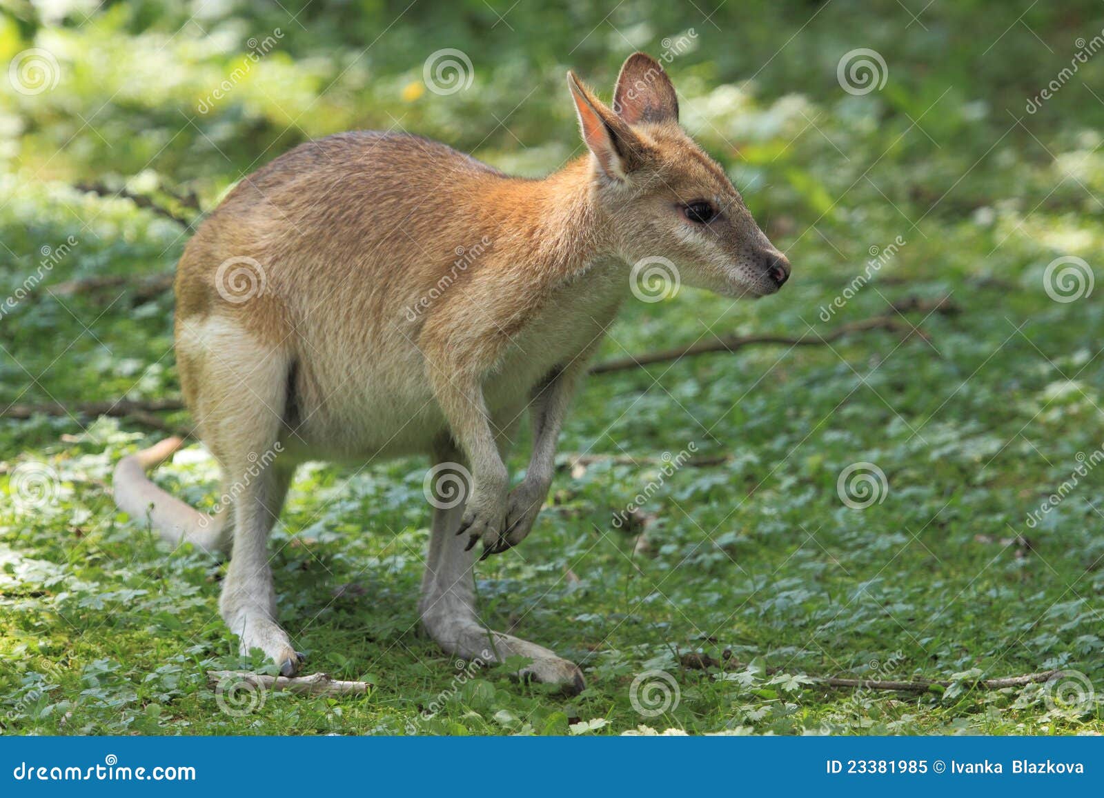 Agile wallaby stock image. Image of australia, agile - 23381985