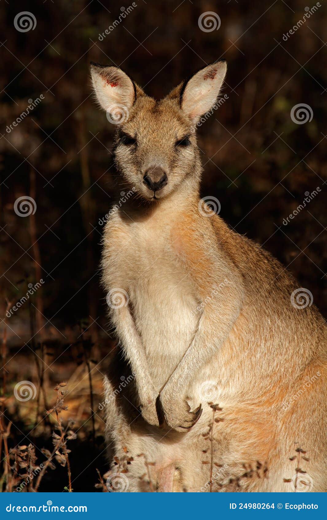 Female Agile Wallaby Standing In Yard Stock Image | CartoonDealer.com ...