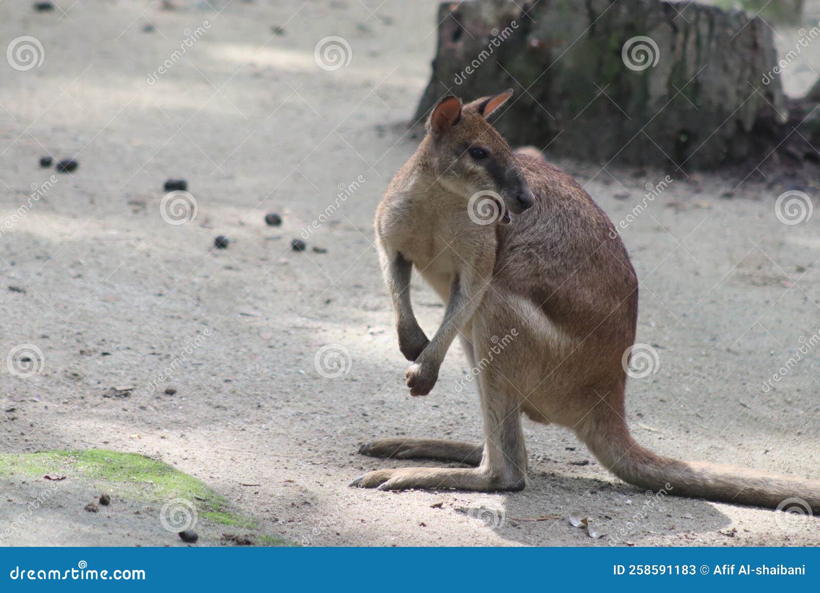 Agile Wallaby stock image. Image of squirrel, primate - 258591183