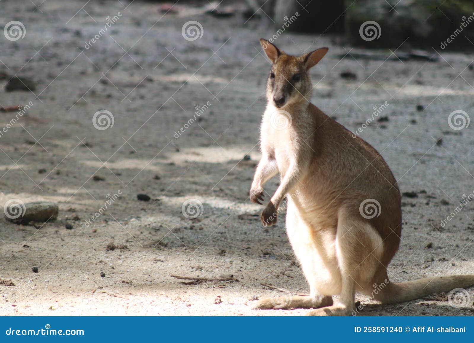 Agile Wallaby stock photo. Image of mammal, squirrel - 258591240