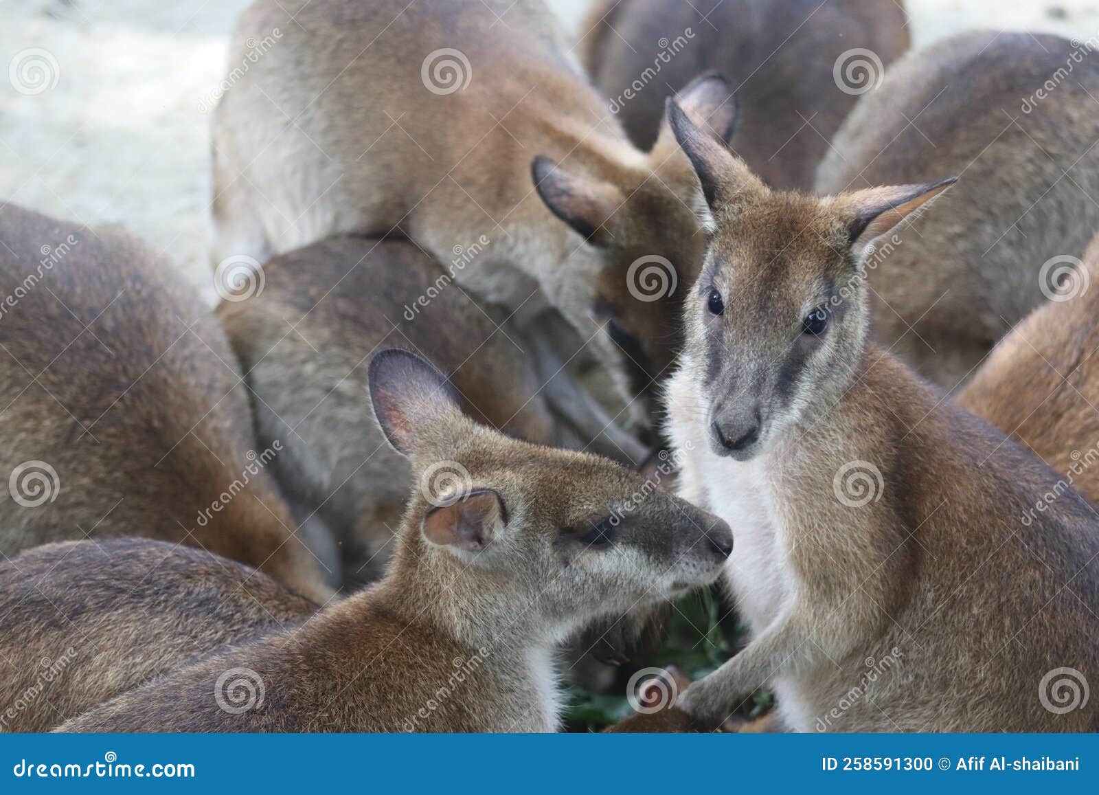 Agile Wallaby stock photo. Image of mouse, nature, macaque - 258591300