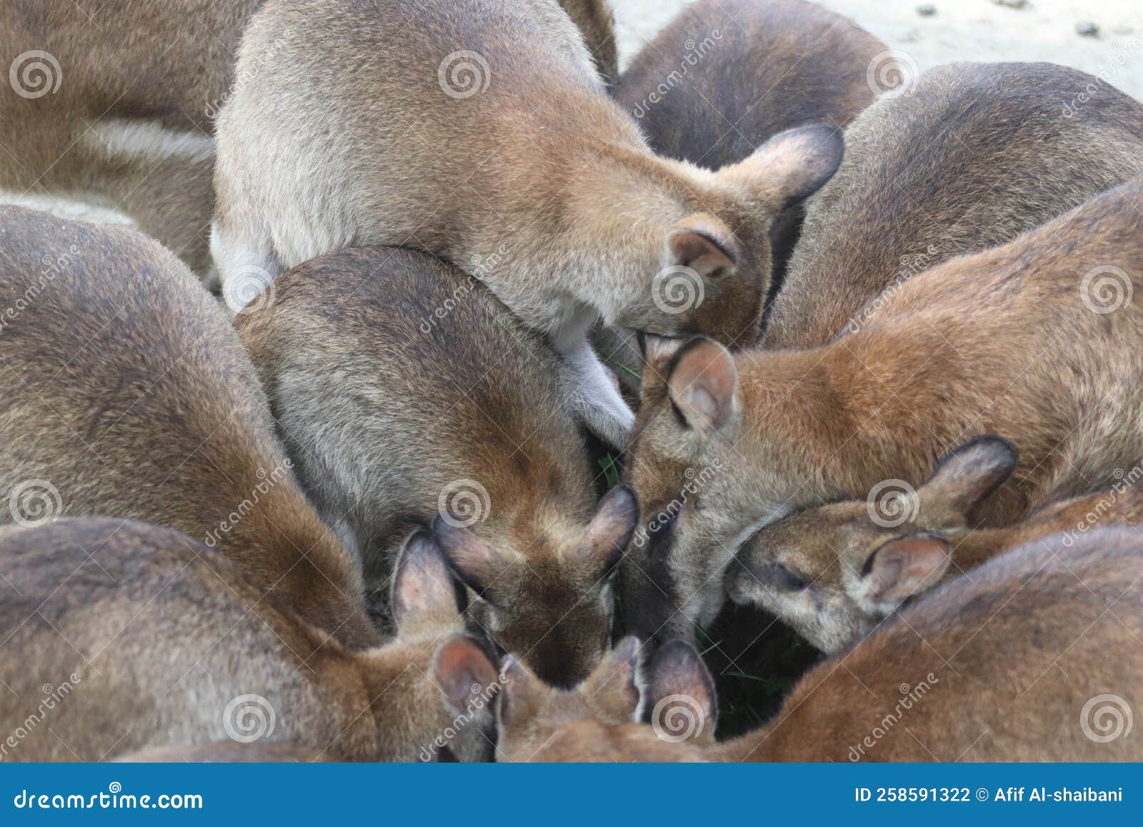 Agile Wallaby stock photo. Image of mammal, primate - 258591322