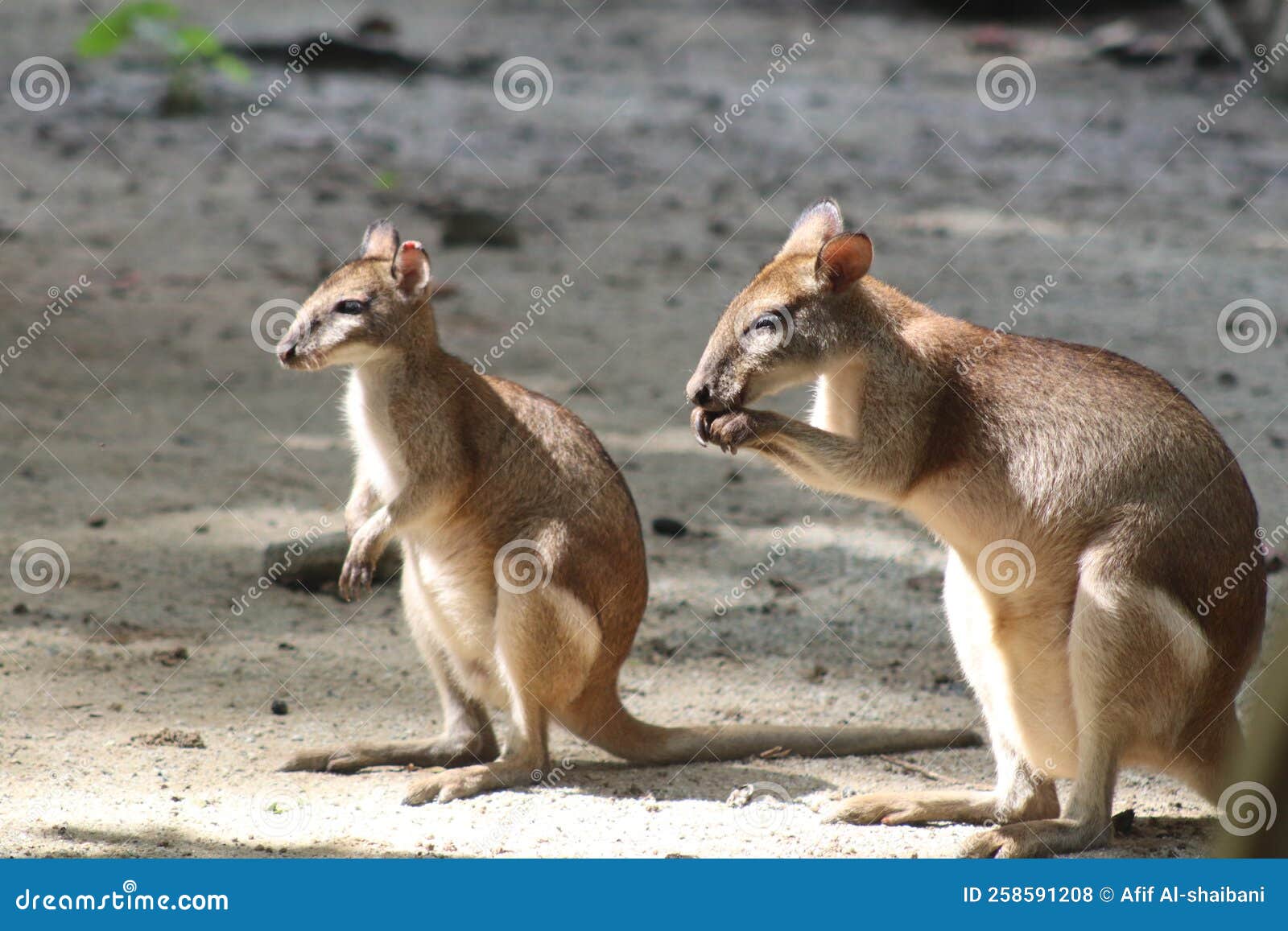 Agile wallaby foto de archivo. Imagen de primate, animal - 258591208