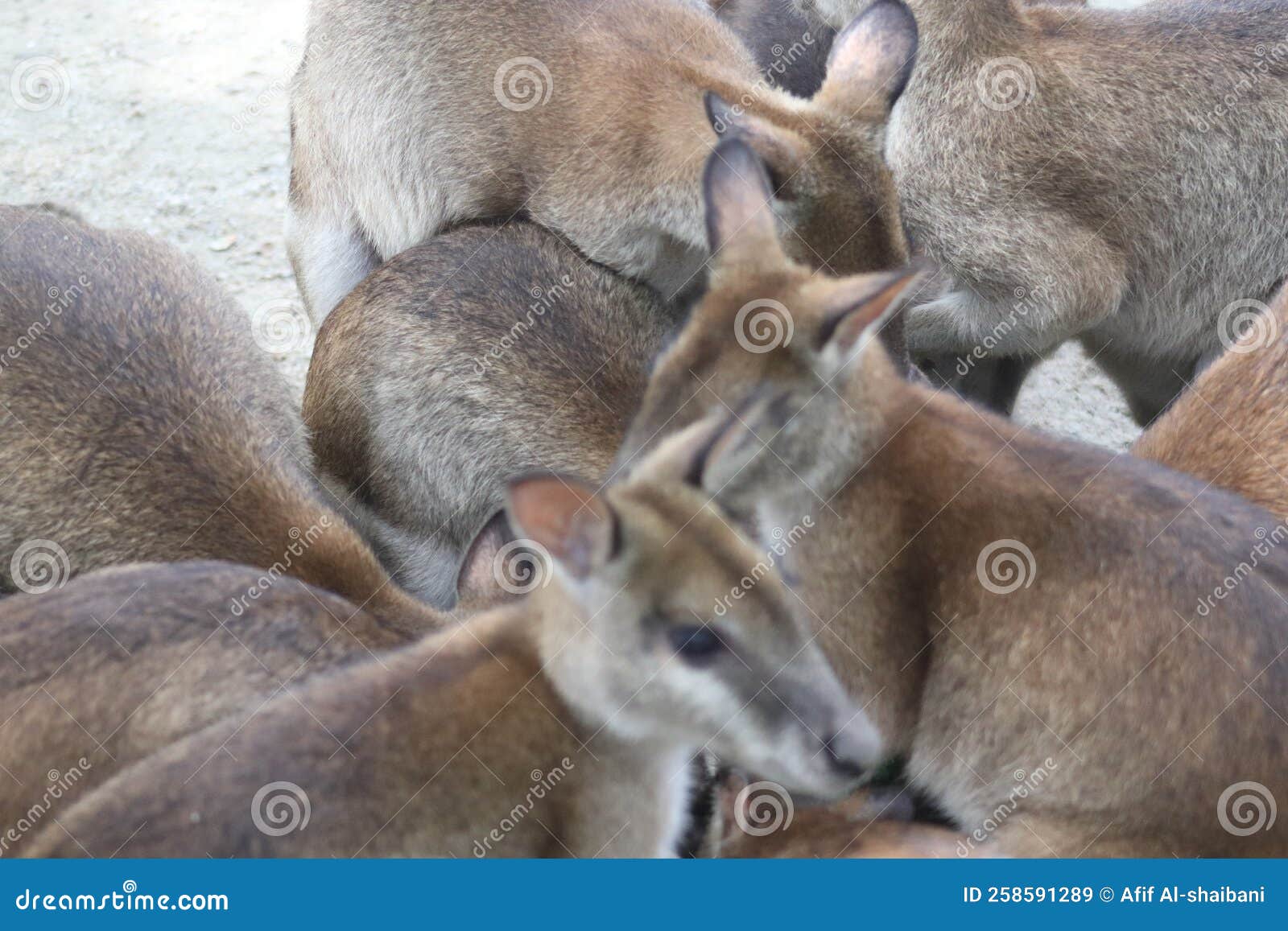 Agile Wallaby stock image. Image of gerbil, macaque - 258591289