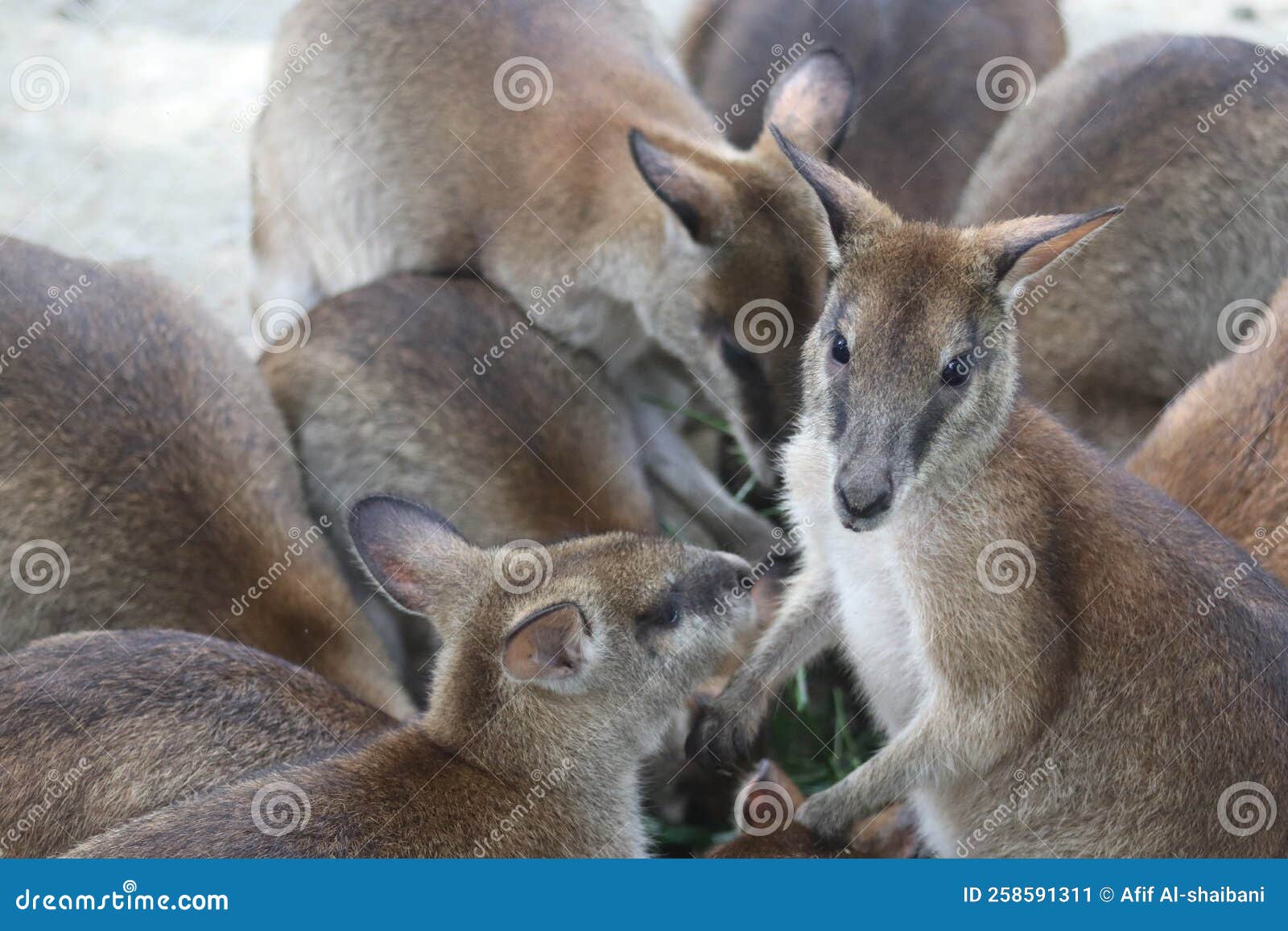 Agile wallaby imagen de archivo. Imagen de macaca, animal - 258591311