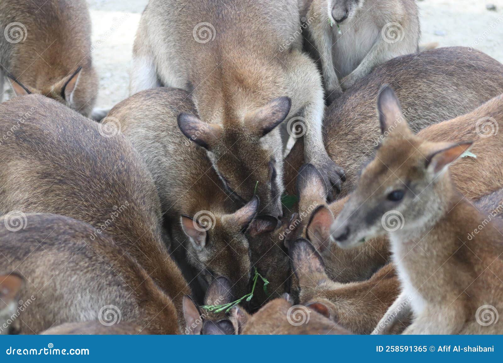 Agile wallaby imagen de archivo. Imagen de animal, cubo - 258591365