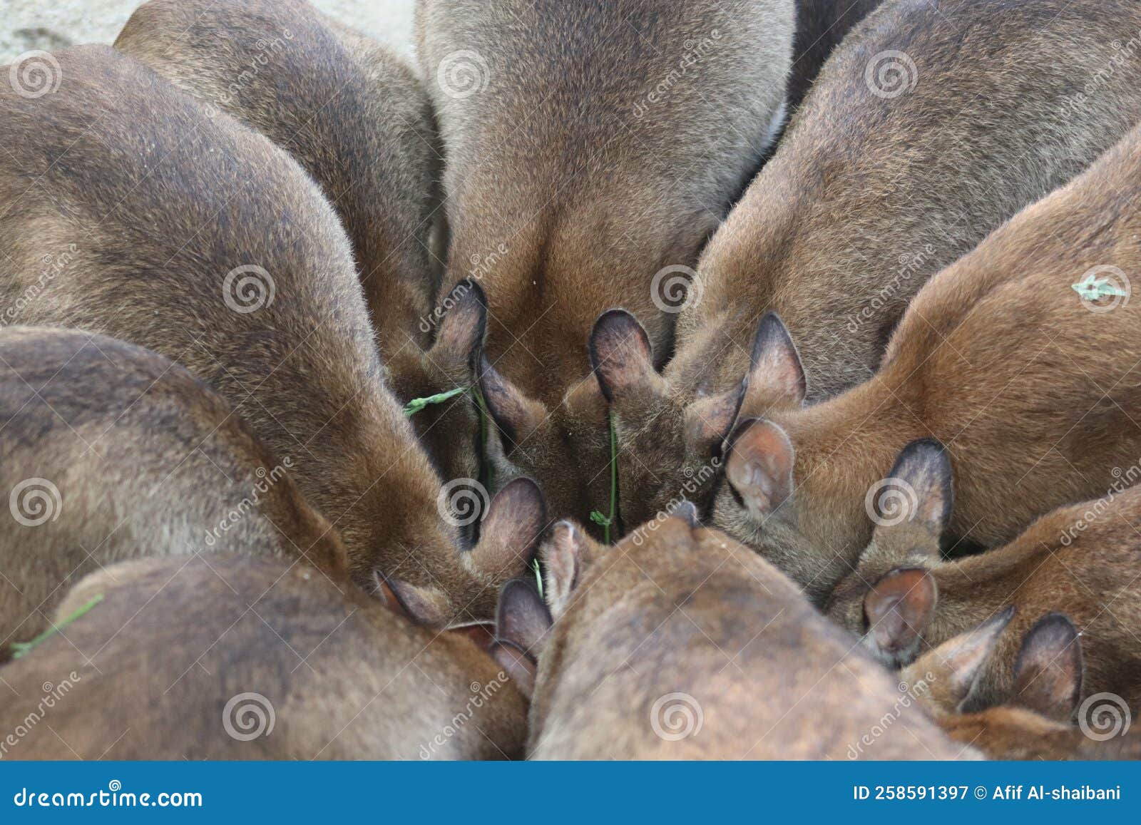 Agile Wallaby stock image. Image of nature, gerbil, rodent - 258591397