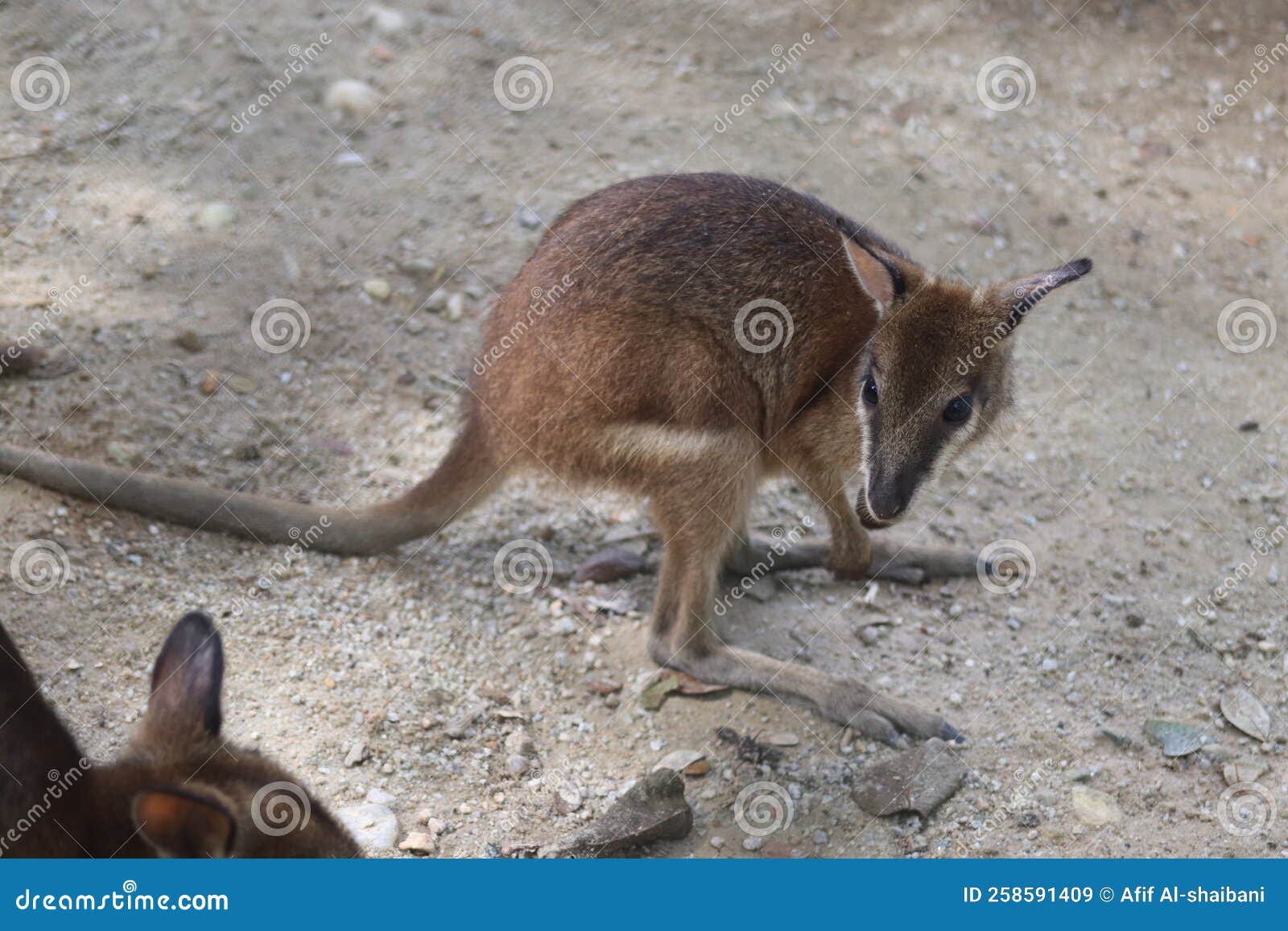 Agile wallaby imagen de archivo. Imagen de macaca, cubo - 258591409