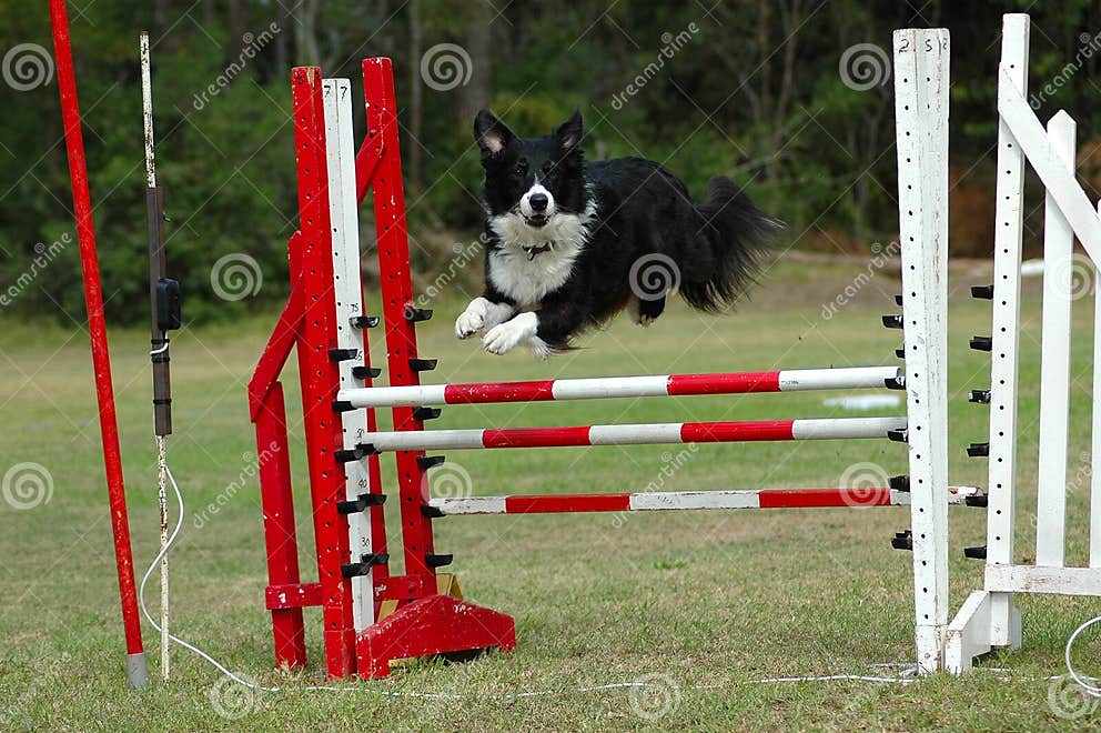 Agility stock photo. Image of animals, dogs, collie, agility - 1111186