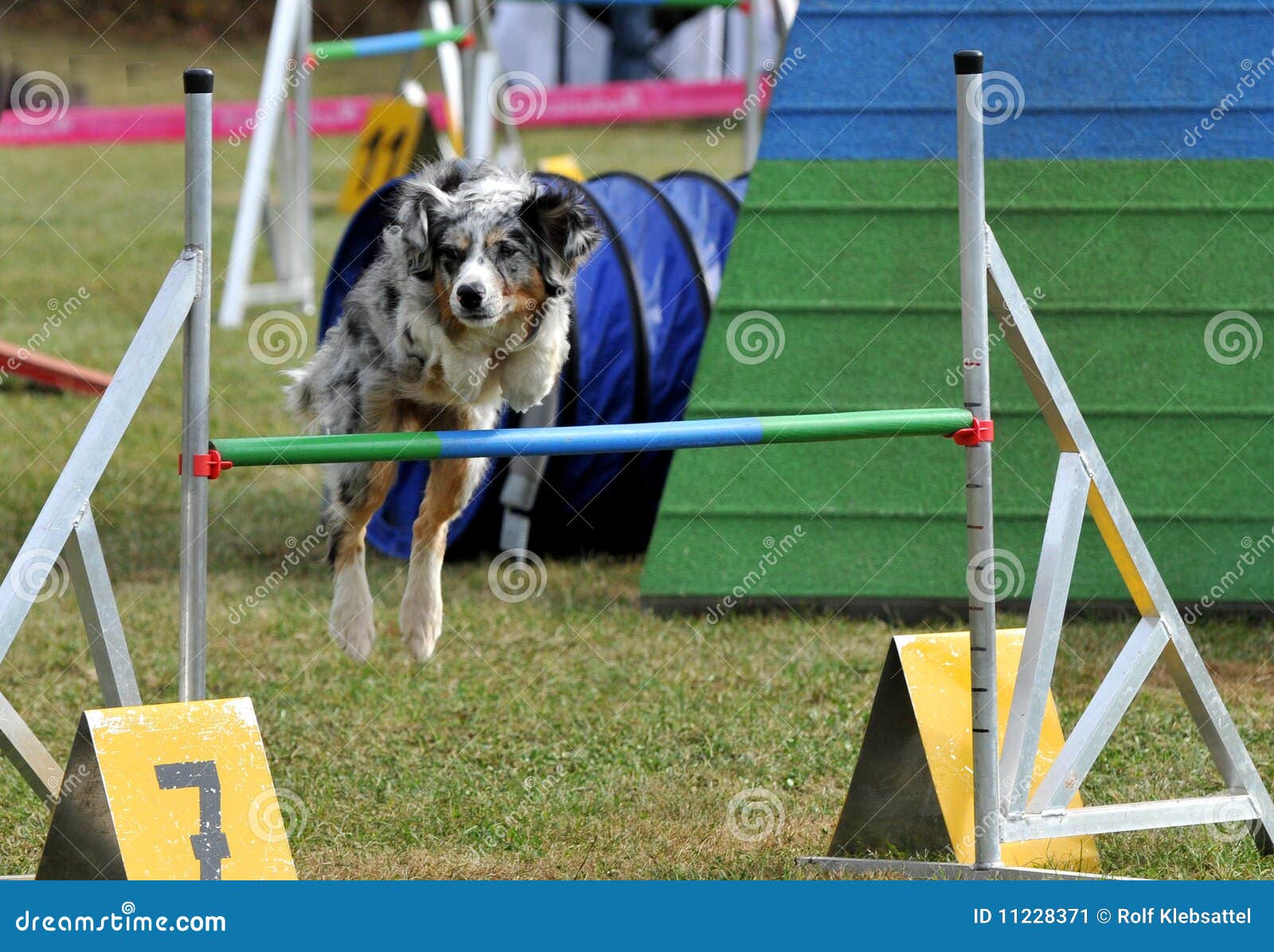 Agility stock image. Image of attentive, agile, doggy - 11228371