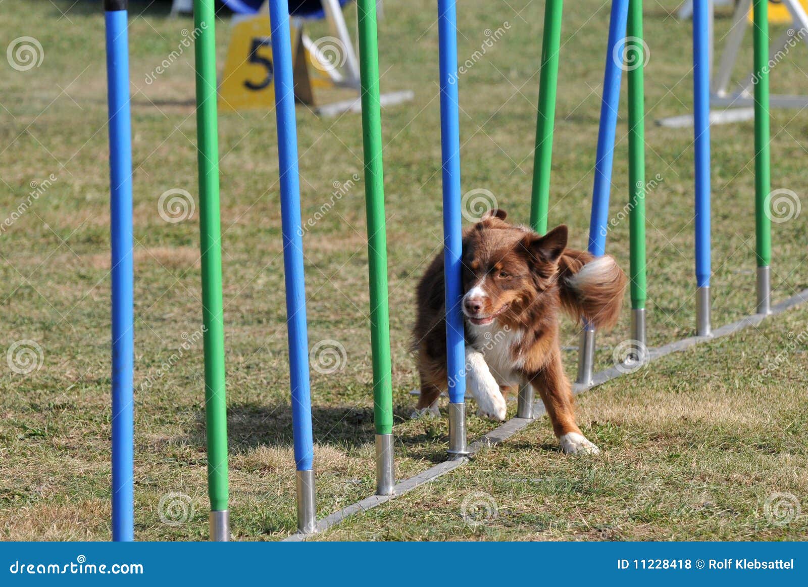 Agility stock photo. Image of groomed, outdoors, agile - 11228418