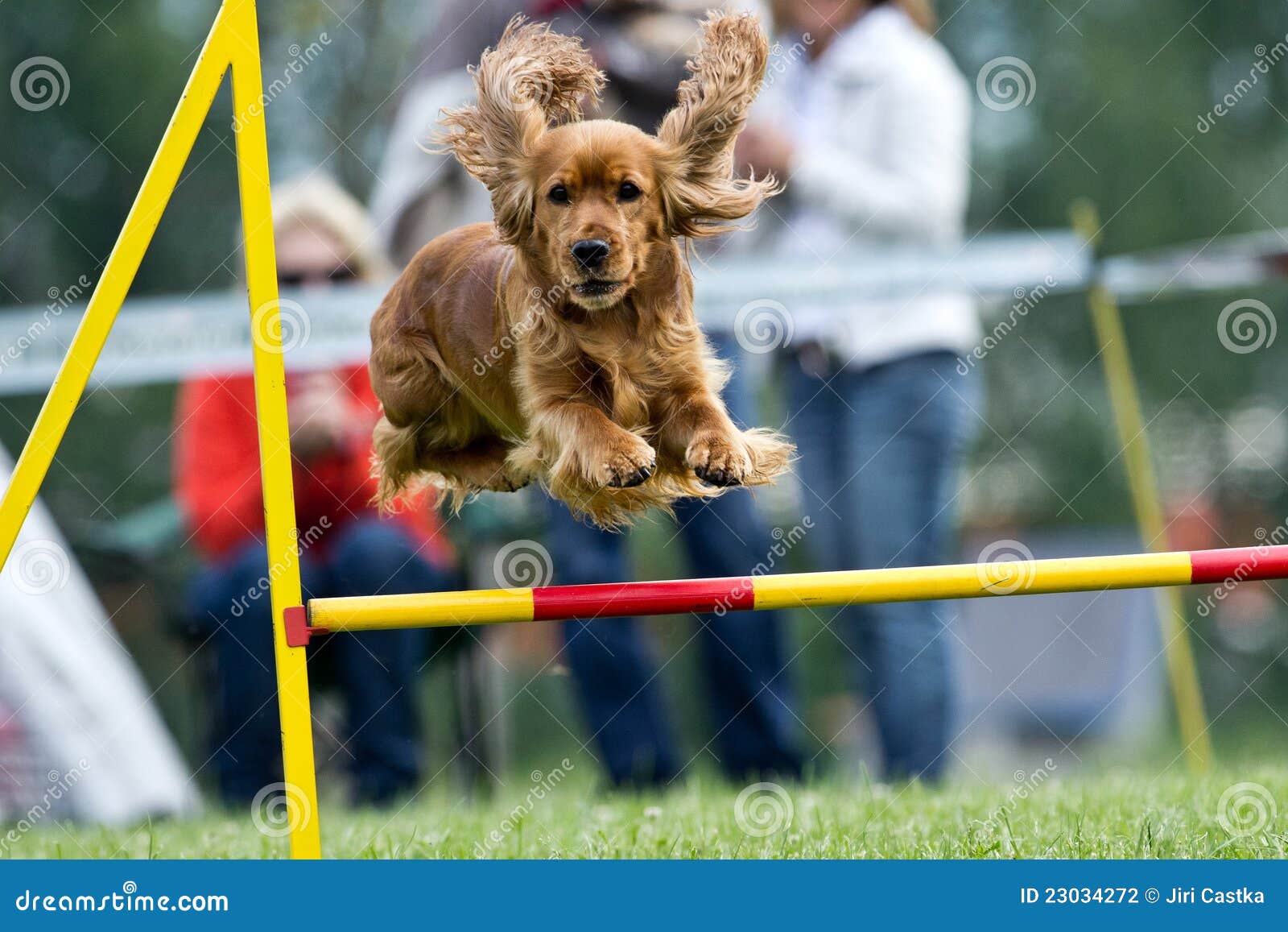 Agility stock photo. Image of outdoors, canine, breed - 23034272