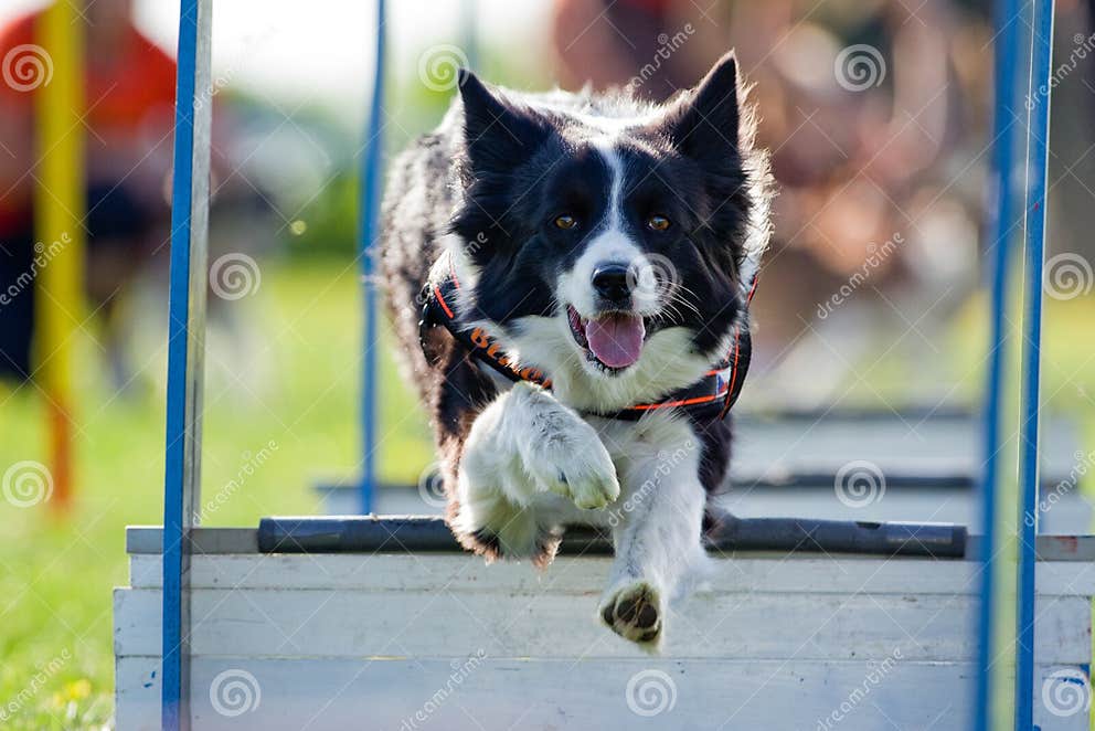 Agility stock photo. Image of breed, competition, outdoors - 23034274