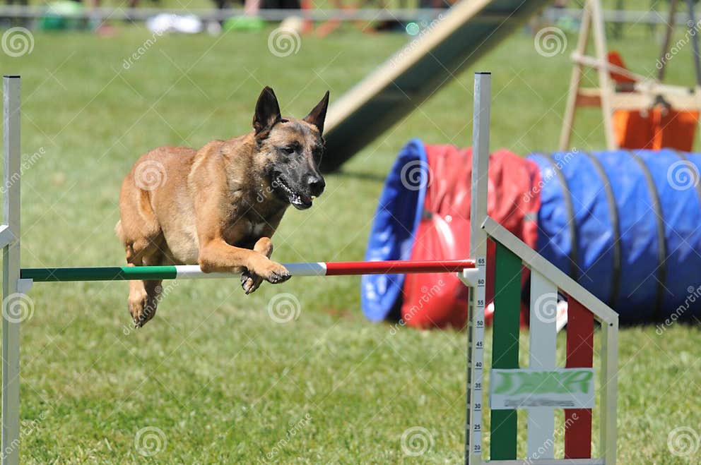 Agility stock image. Image of belgian, action, jumping - 25047517