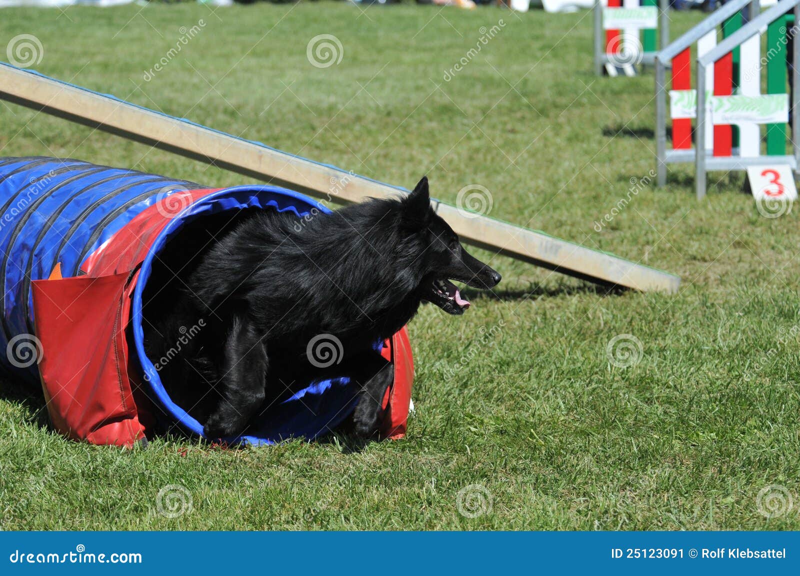 Agility stock image. Image of hair, competition, domestic - 25123091