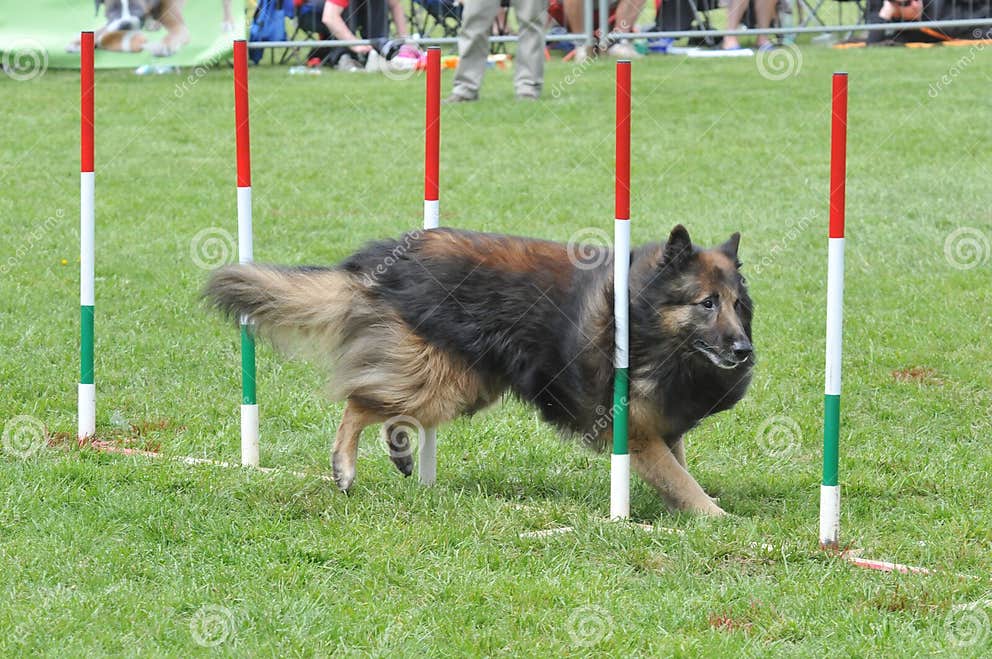 Agility stock image. Image of doggy, hair, groomed, brown - 25123185