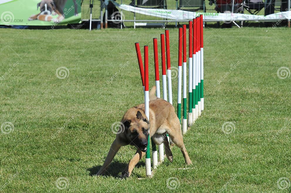 Agility stock photo. Image of domestic, large, black - 25238986
