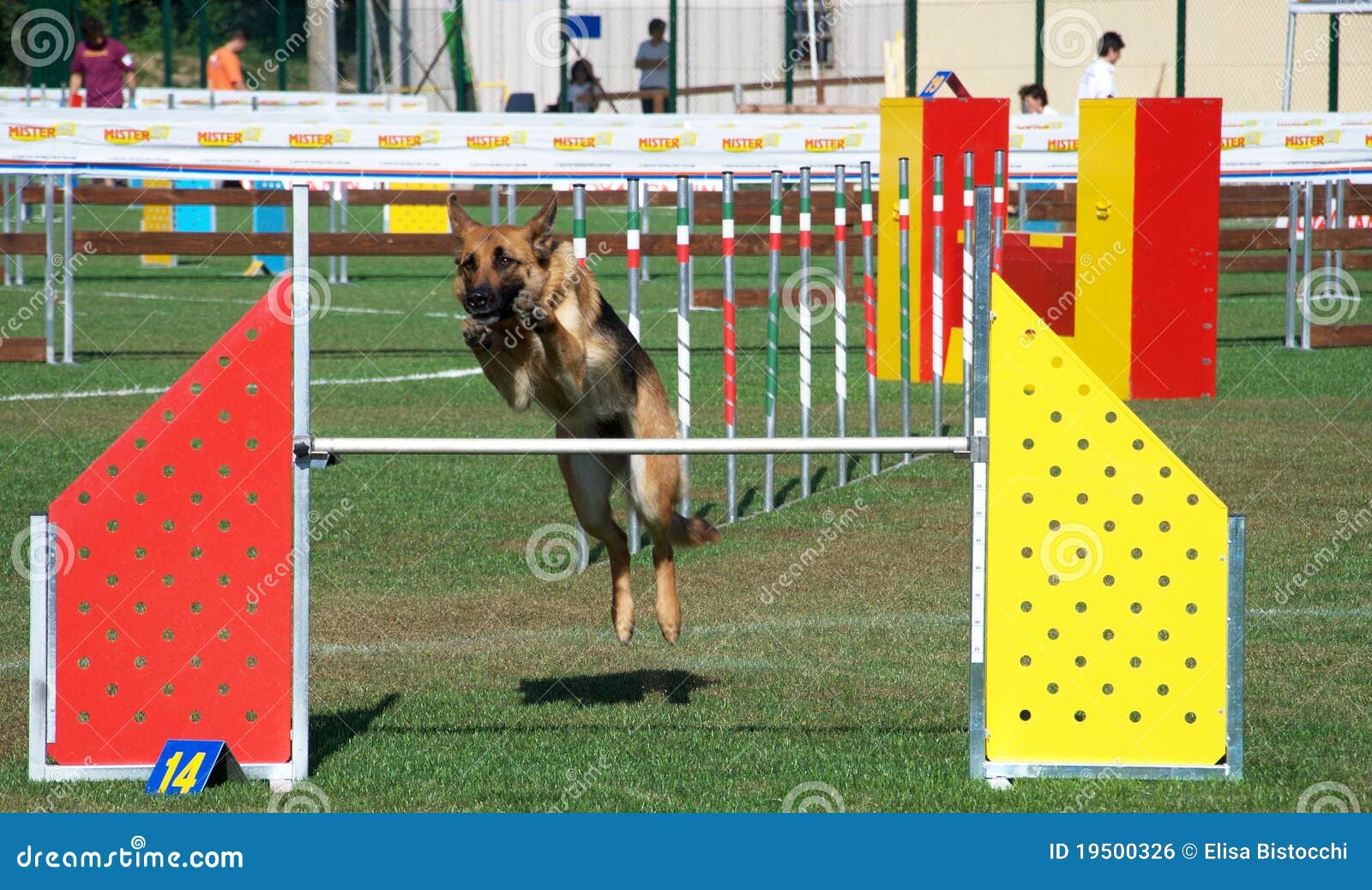 Agility Dog editorial photo. Image of cute, expressione - 19500326