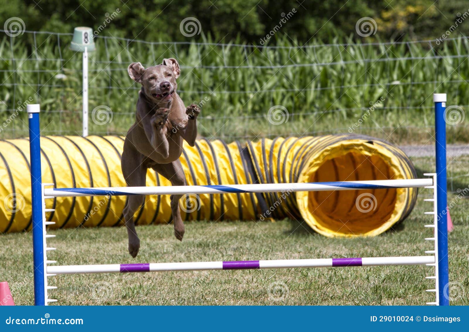 Agility Dog stock photo. Image of brown, outdoors, jump - 29010024