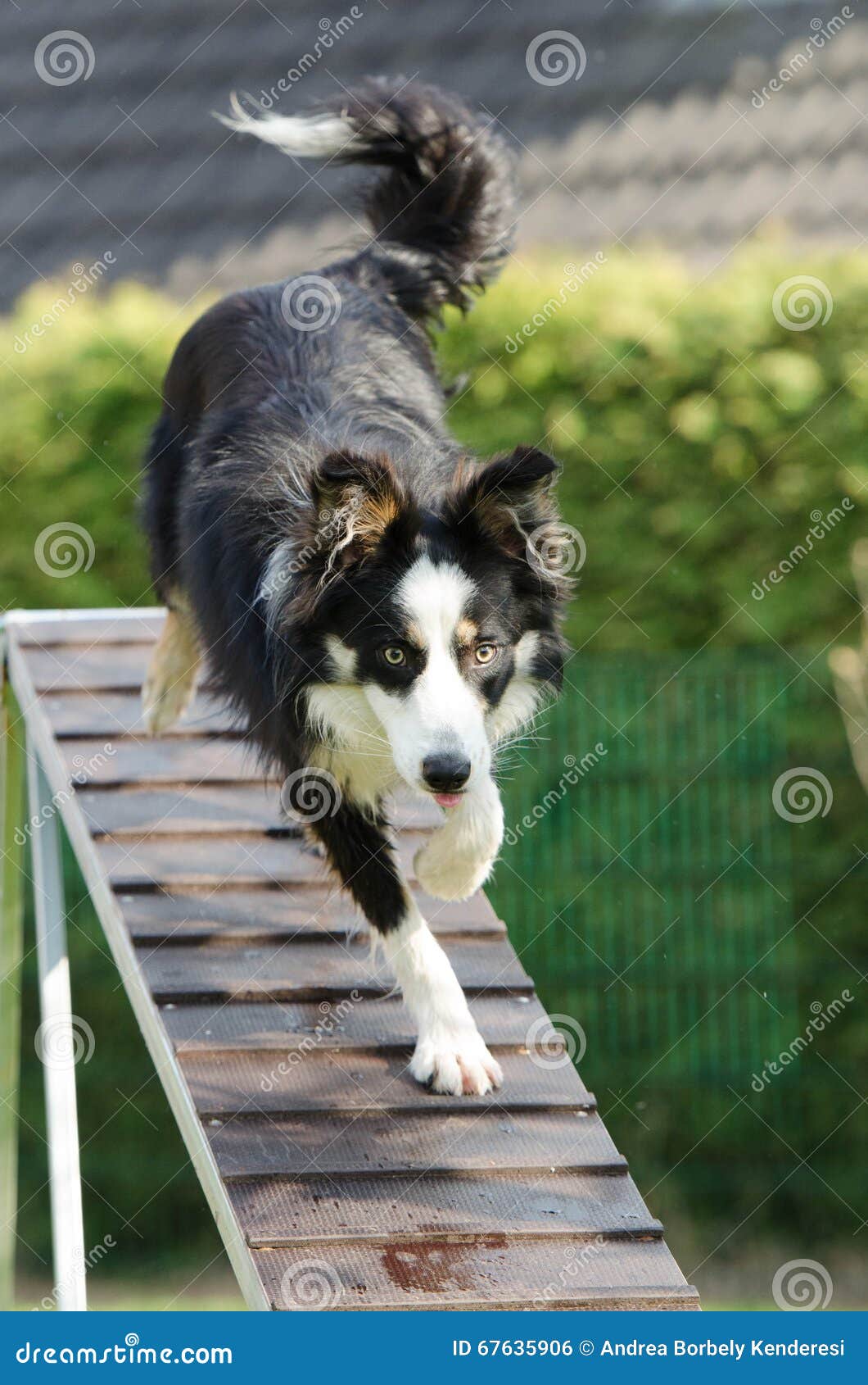 Agility Dog stock photo. Image of equipment, sport, agility - 67635906