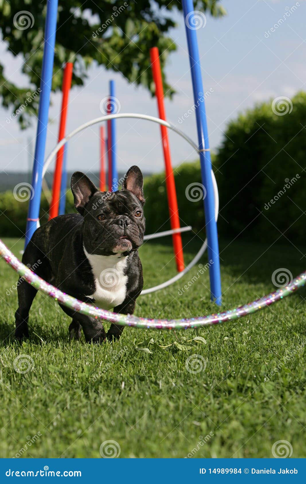 Agility training stock photo. Image of bully, cute, biddable - 14989984