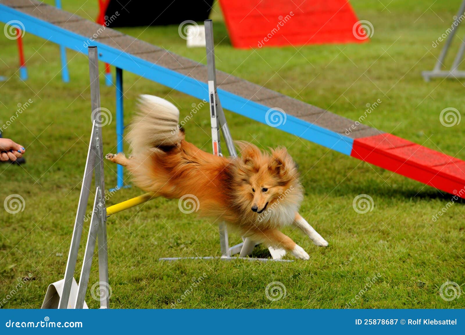 Agility training stock image. Image of obedience, pedigree - 25878687