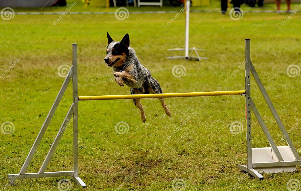 Agility training stock photo. Image of breed, action - 25926640