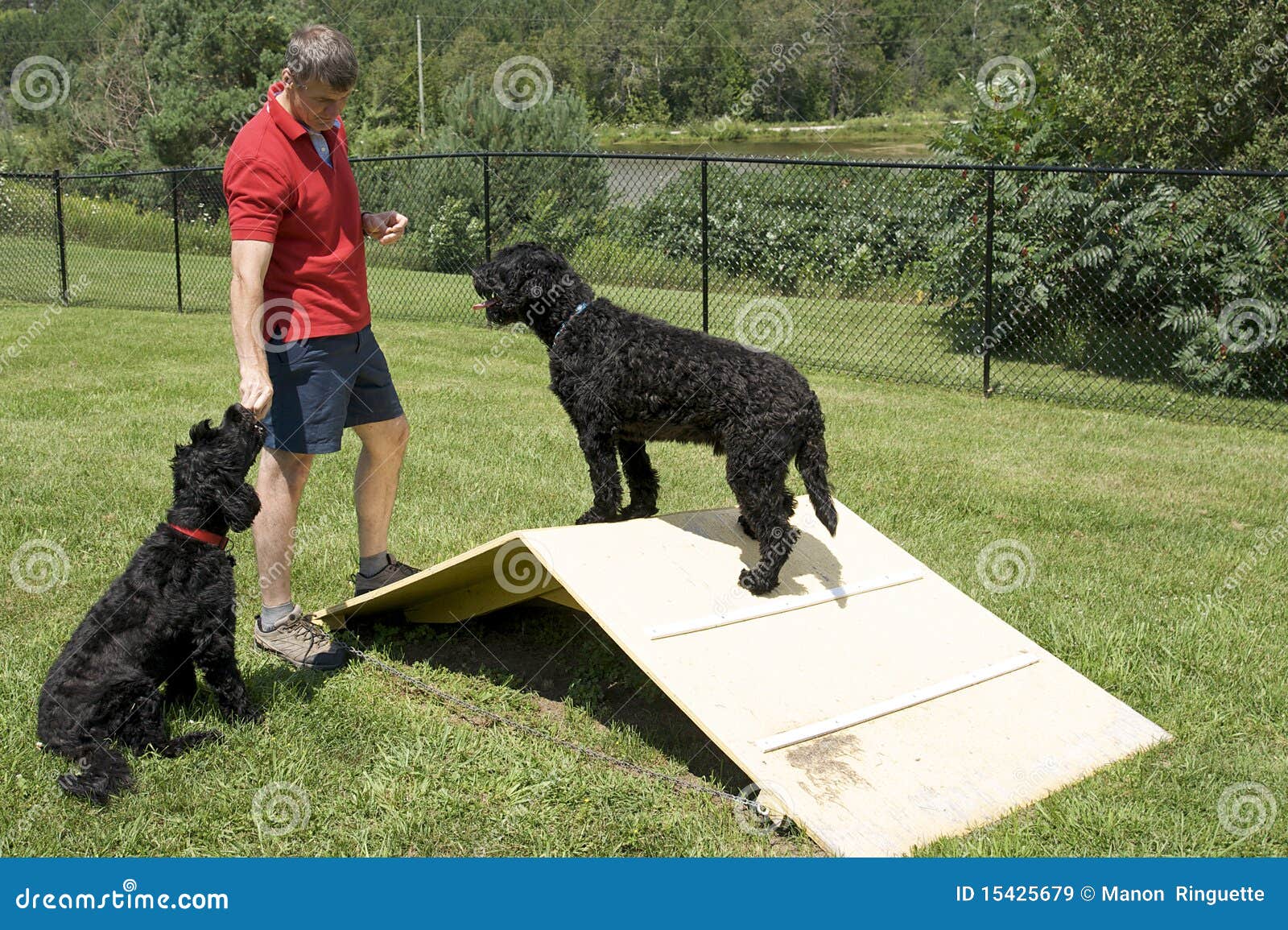 Agility Training - Portuguese Water Dogs Stock Image - Image of agility ...