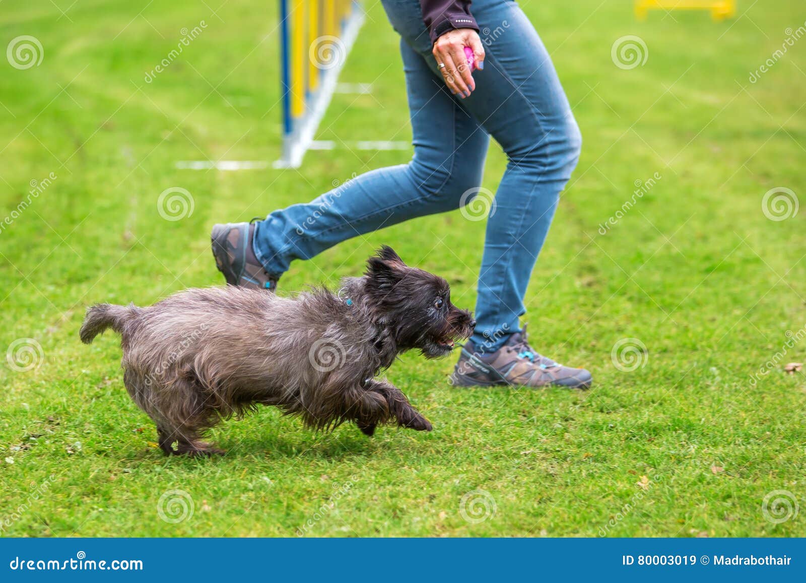 Agility Training with a Terrier Stock Image - Image of terrier, pets ...