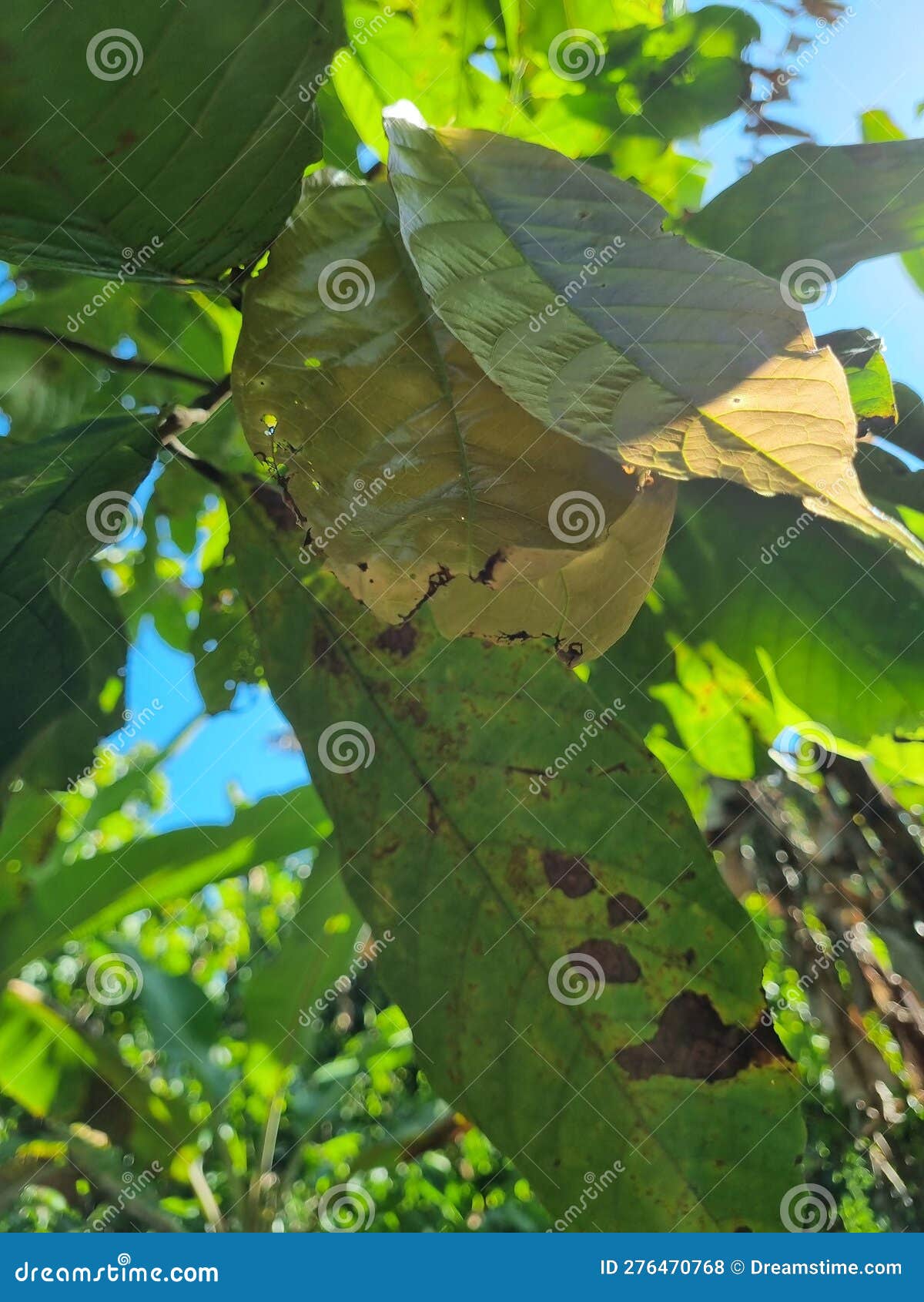 Aging brown tree leaves stock photo. Image of nature - 276470768
