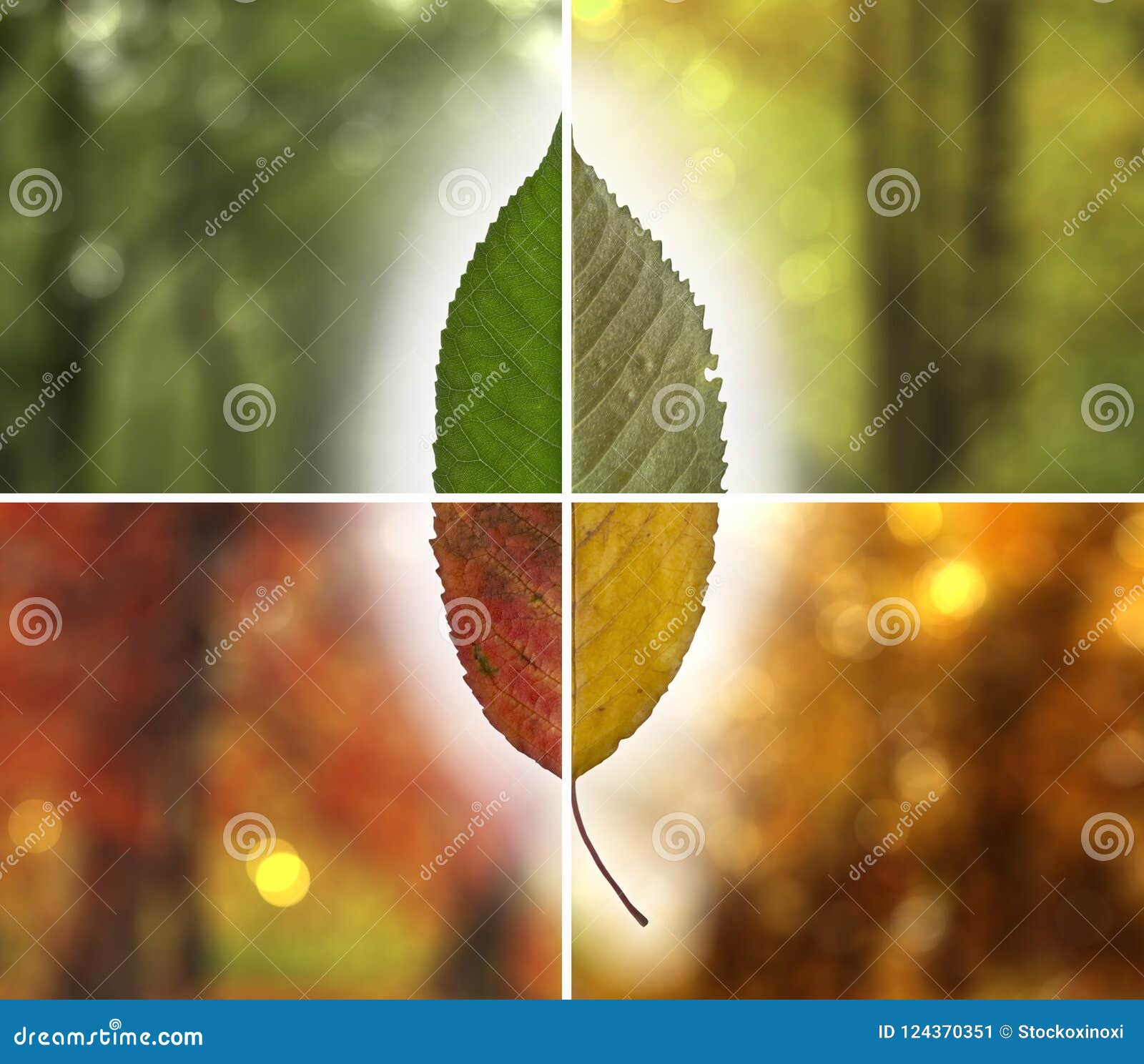 The Aging of a Cherry Tree Leaf in Autumn Stock Image - Image of cherry ...