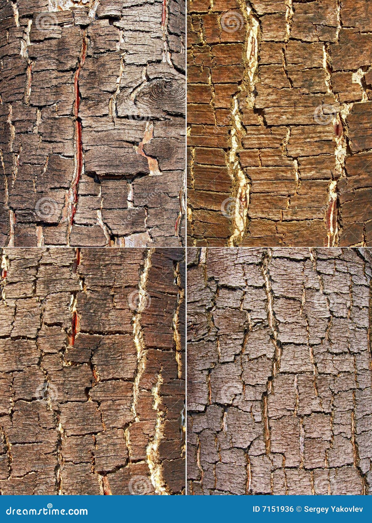 Aging cortex tree stock photo. Image of design, birch - 7151936